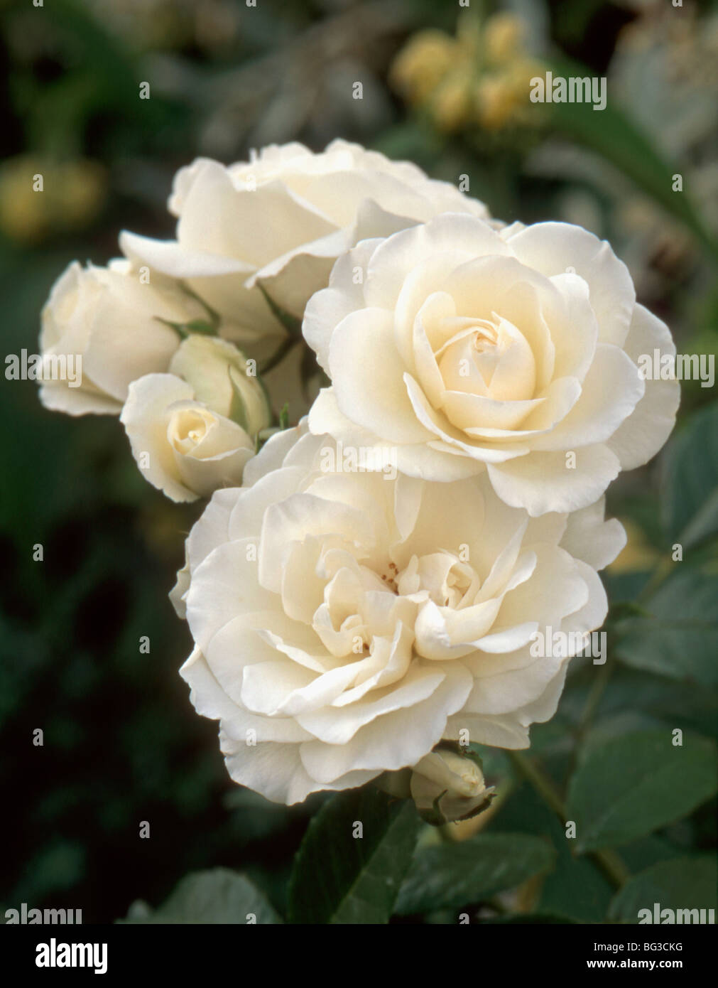 White rose cluster hi-res stock photography and images - Alamy