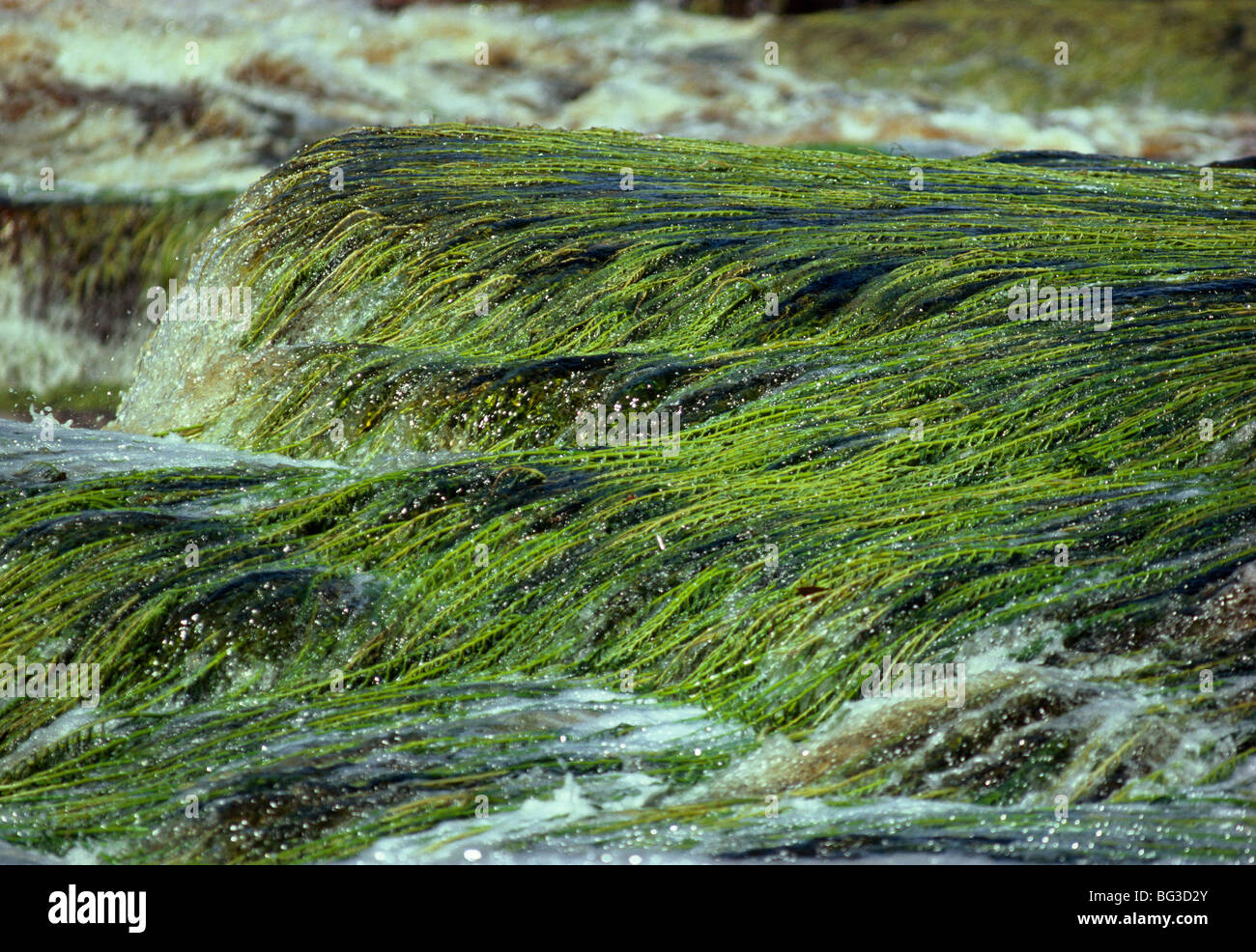 Green algae waterfall hi-res stock photography and images - Alamy