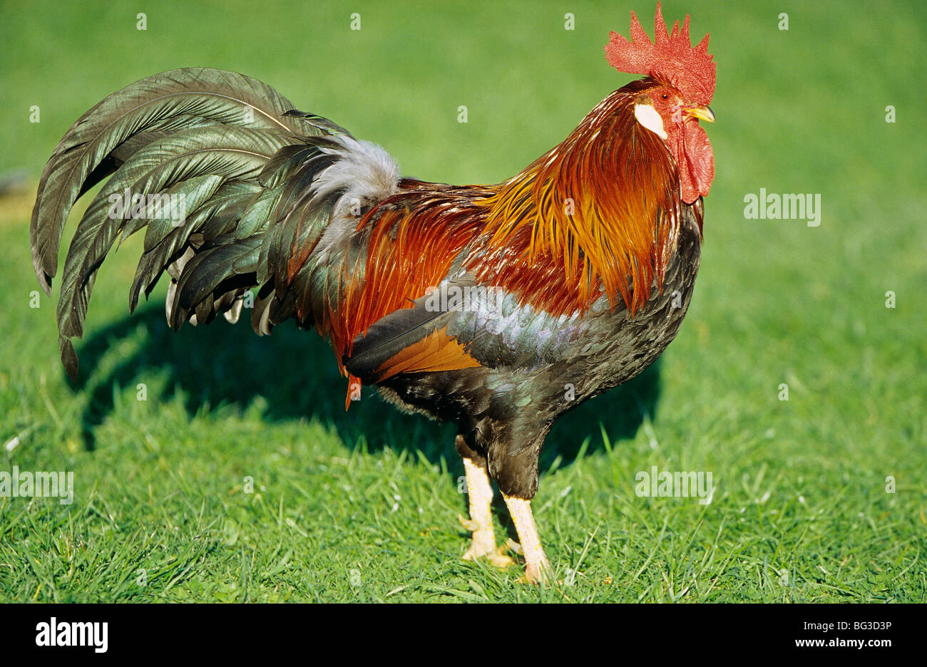 Domestic Chicken. Rooster standing on grass Stock Photo - Alamy