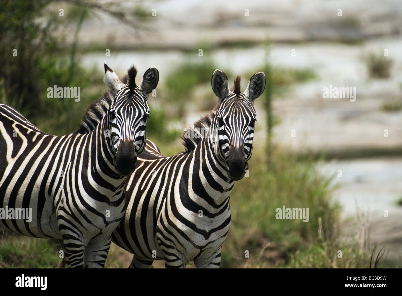 Two Curious Zebra Stock Photo - Alamy