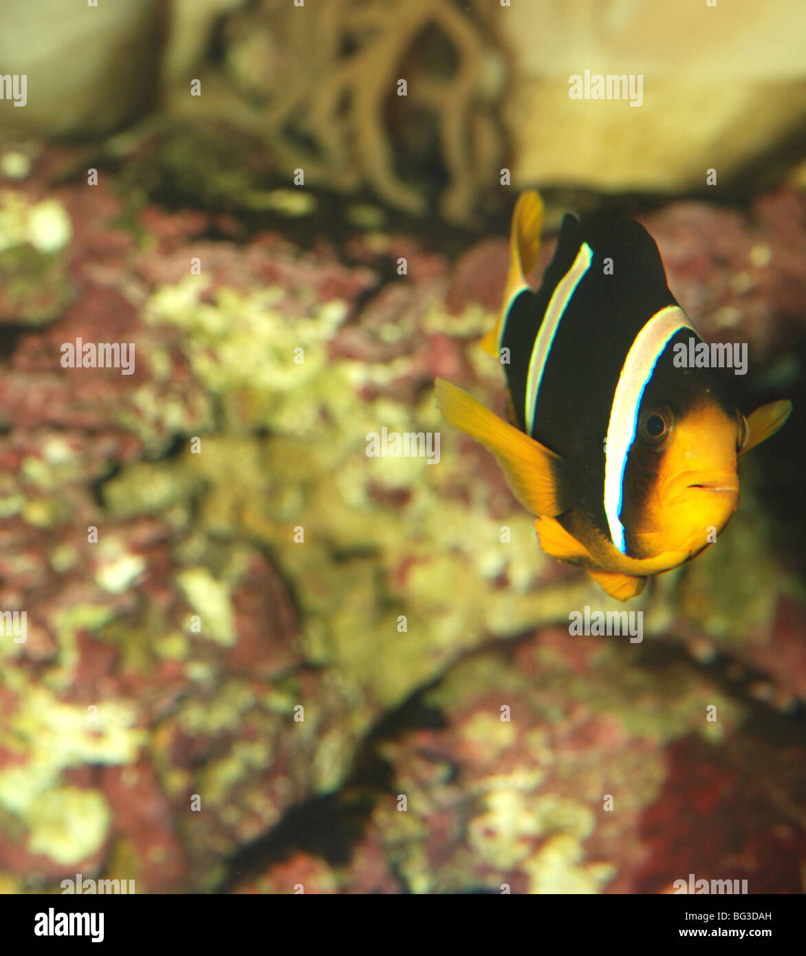 Exotic fish. The sea wild world of the tropical seas Stock Photo - Alamy