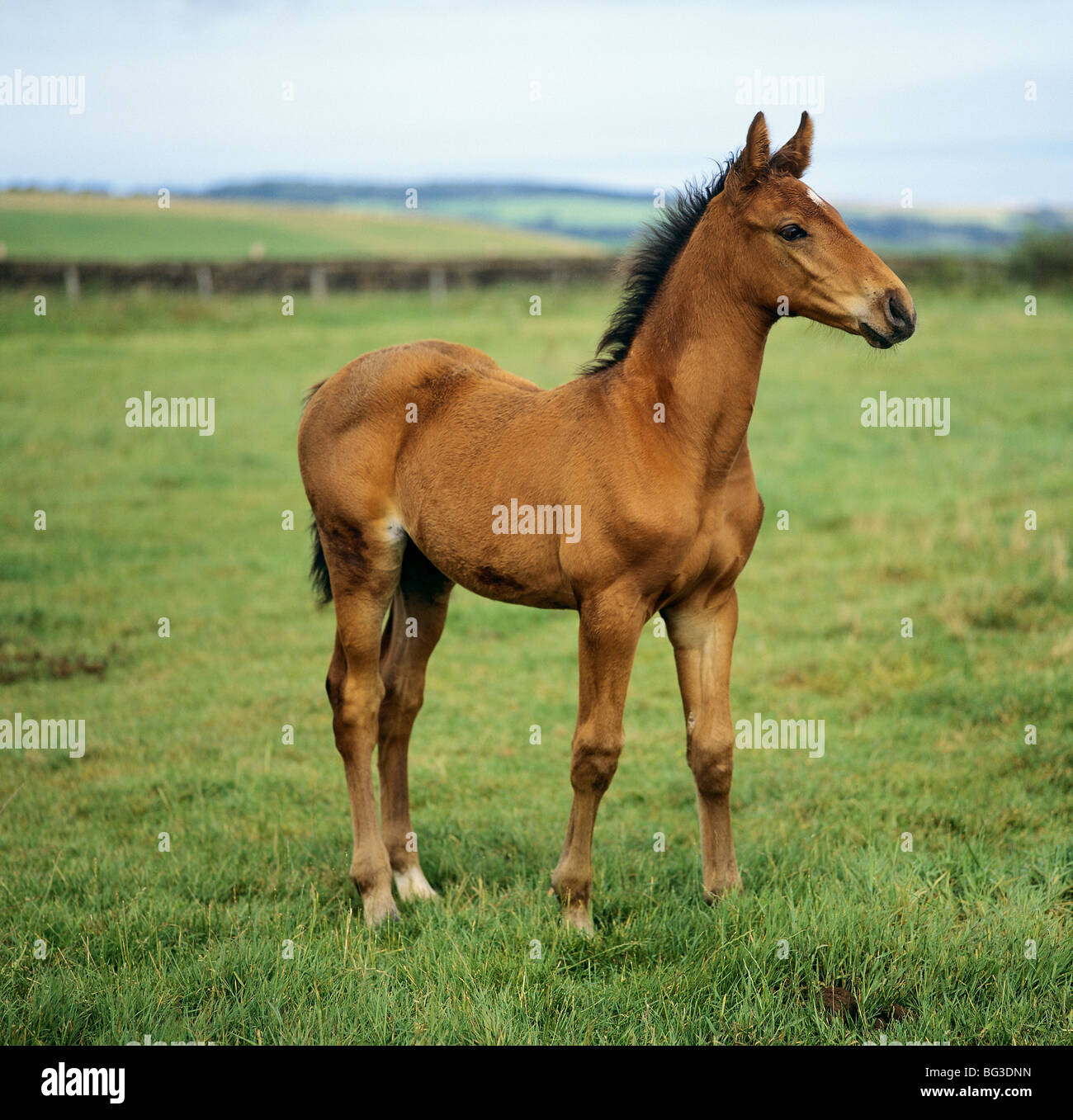 Cleveland Bay horse - foal standing on meadow Stock Photo - Alamy