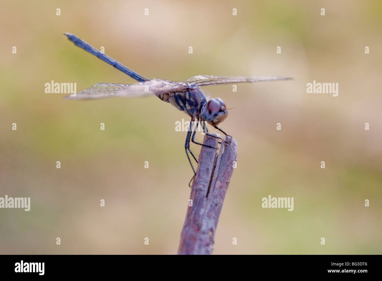 Macro photo of a dragonfly in southern Africa. The photo was taken in ...