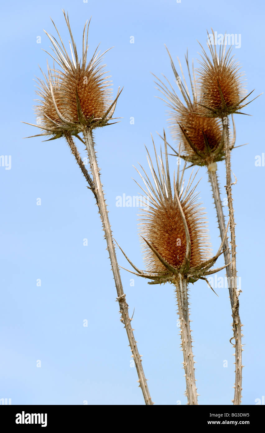 Prickly weed hi-res stock photography and images - Alamy