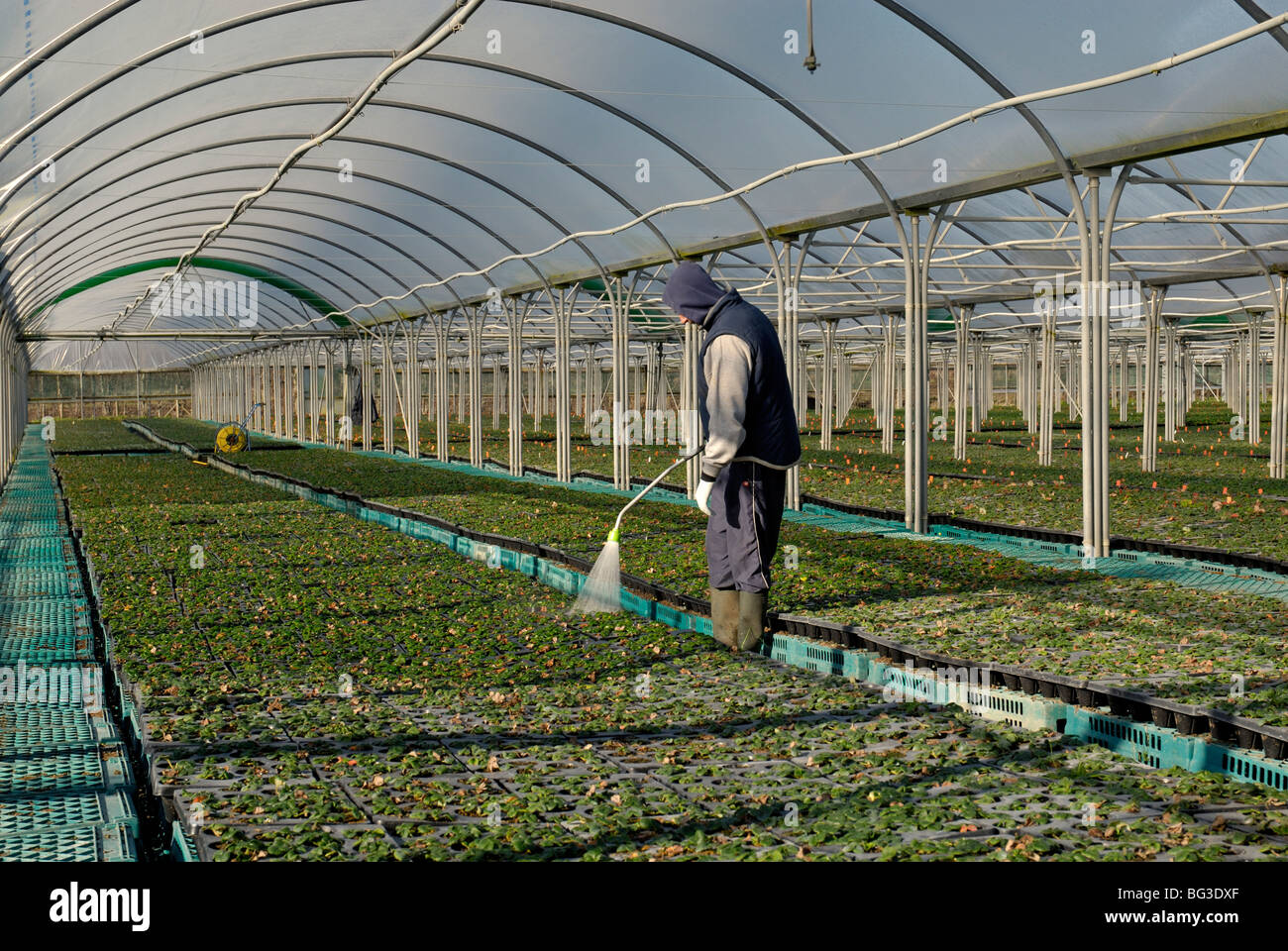 Spraying in commercial strawberry farm polytunnel in Kent U.K Stock ...