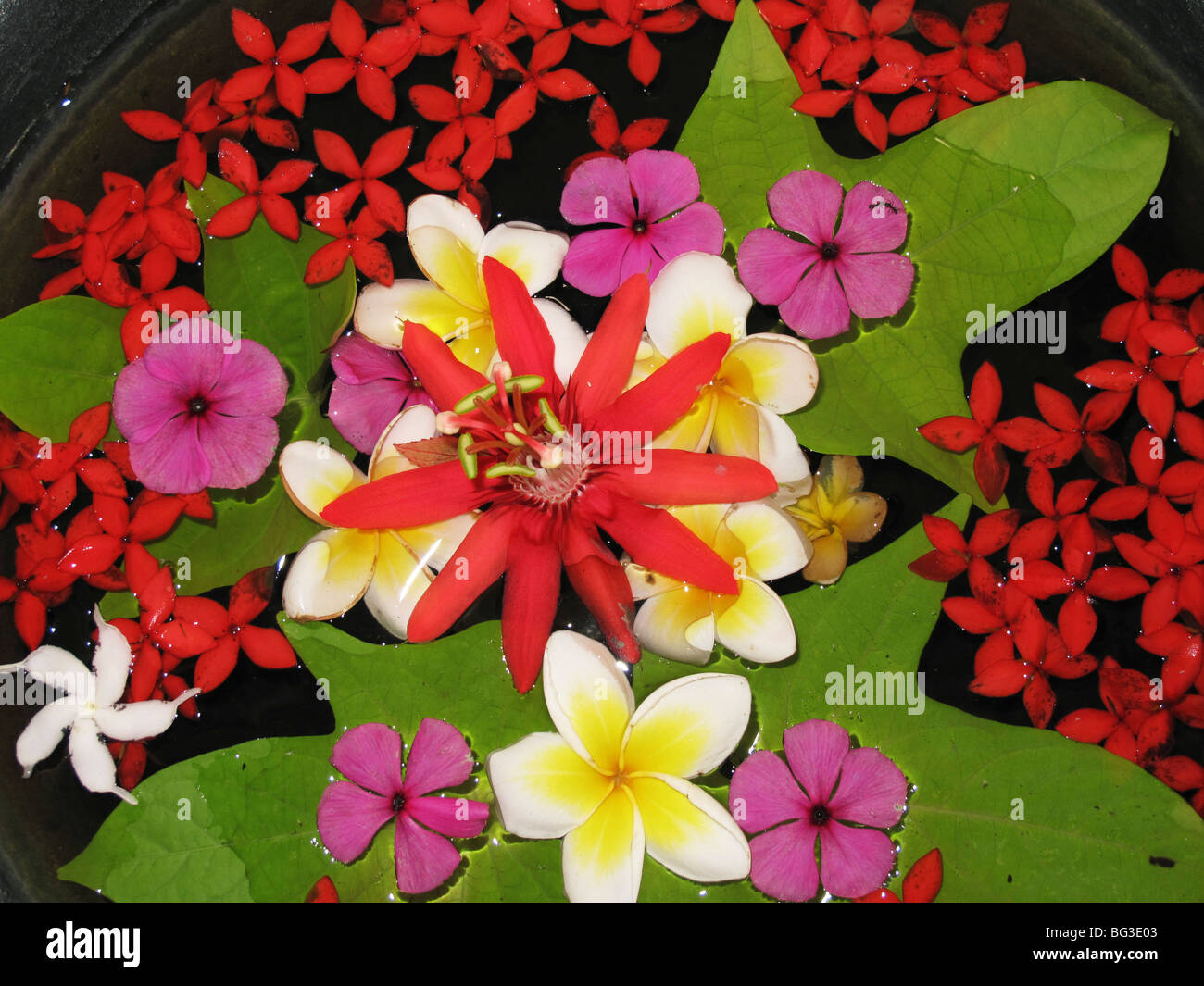Typical flower in Bali, Indonesia Stock Photo - Alamy