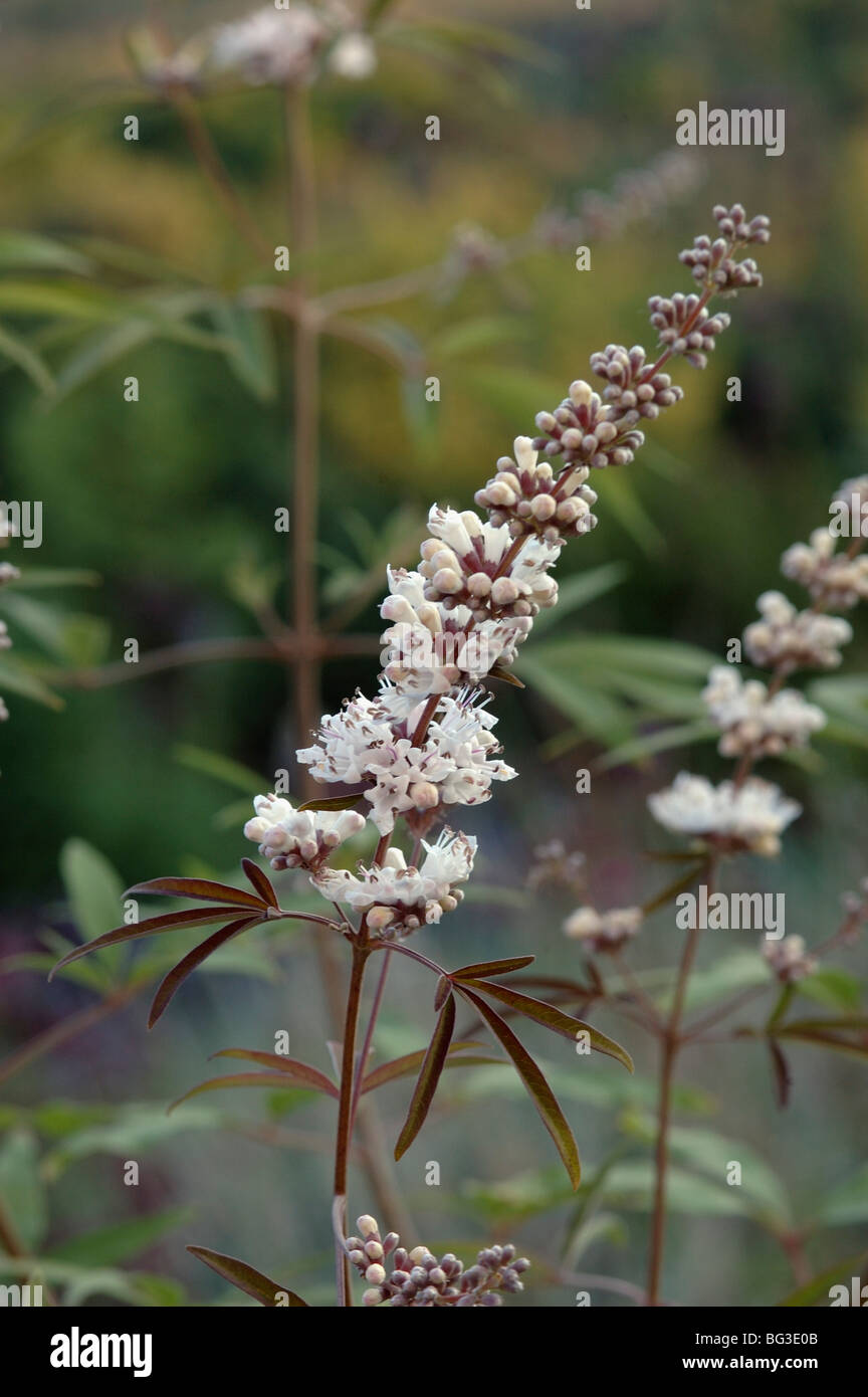 Pink castus hi-res stock photography and images - Alamy