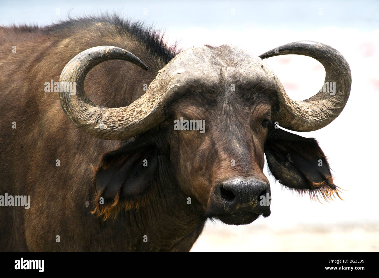 African Buffalo Headshot High Resolution Stock Photography and Images ...