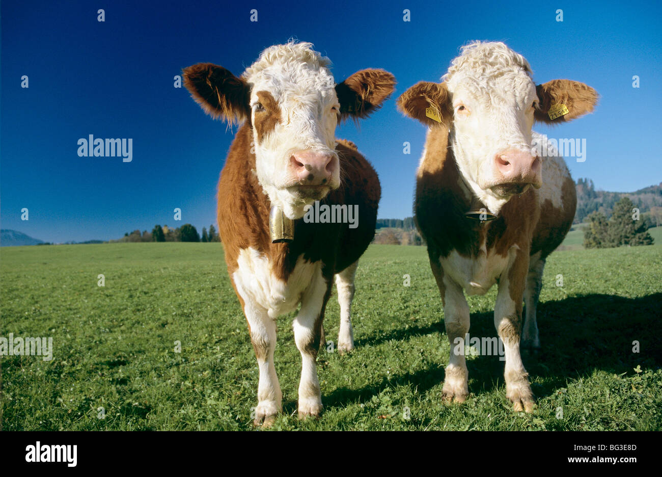 Two cows hi-res stock photography and images - Alamy