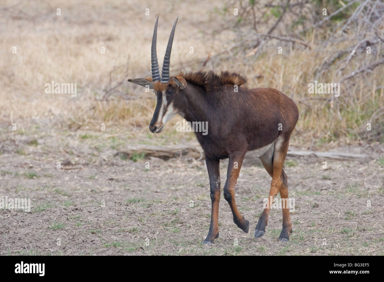 Portrait of a sable antelope in southern Africa. The photo was taken in ...