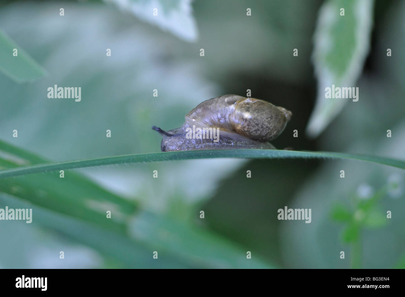 a snail on a blade of grass Stock Photo - Alamy