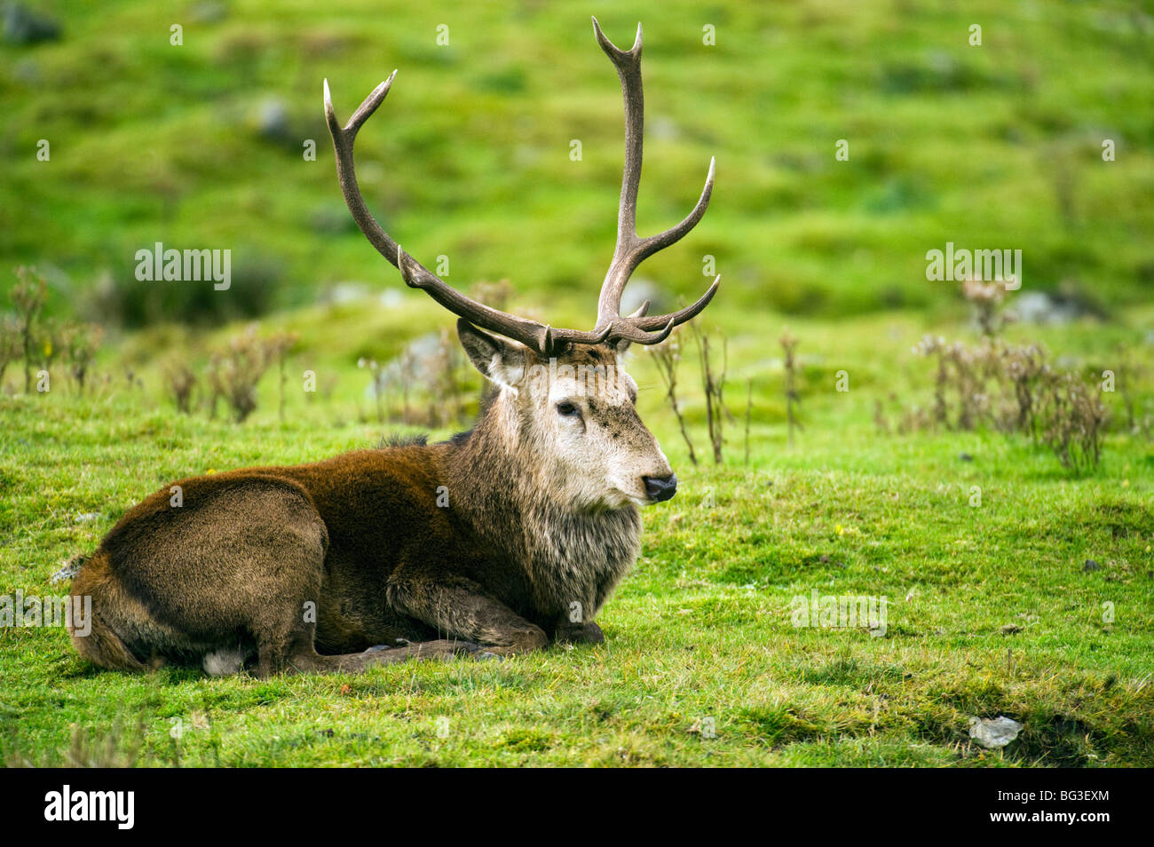 Stag sitting hi-res stock photography and images - Alamy
