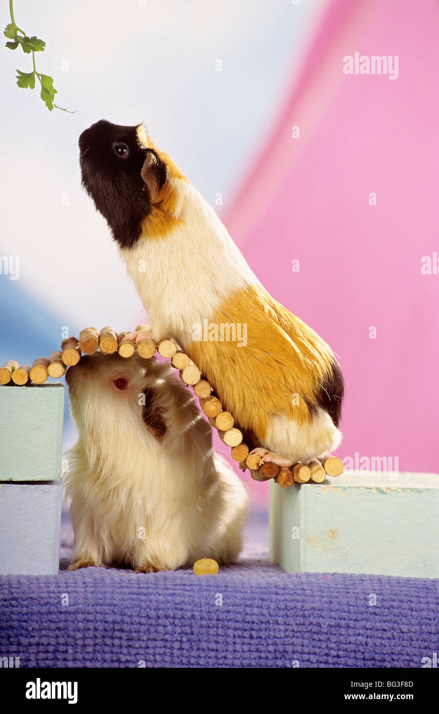 two guinea pigs - playing Stock Photo - Alamy