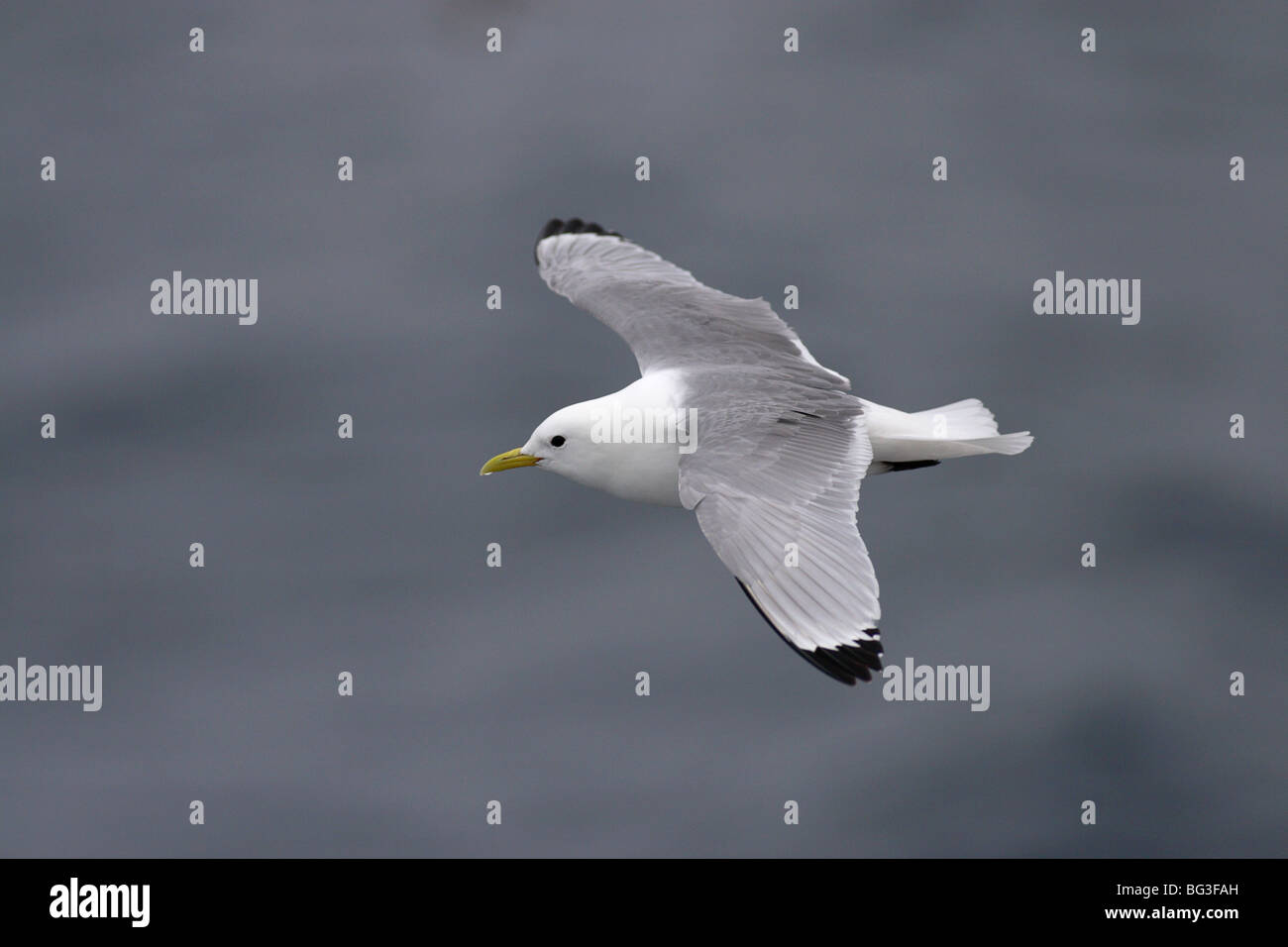 kittiwake flying in the air close up Stock Photo - Alamy