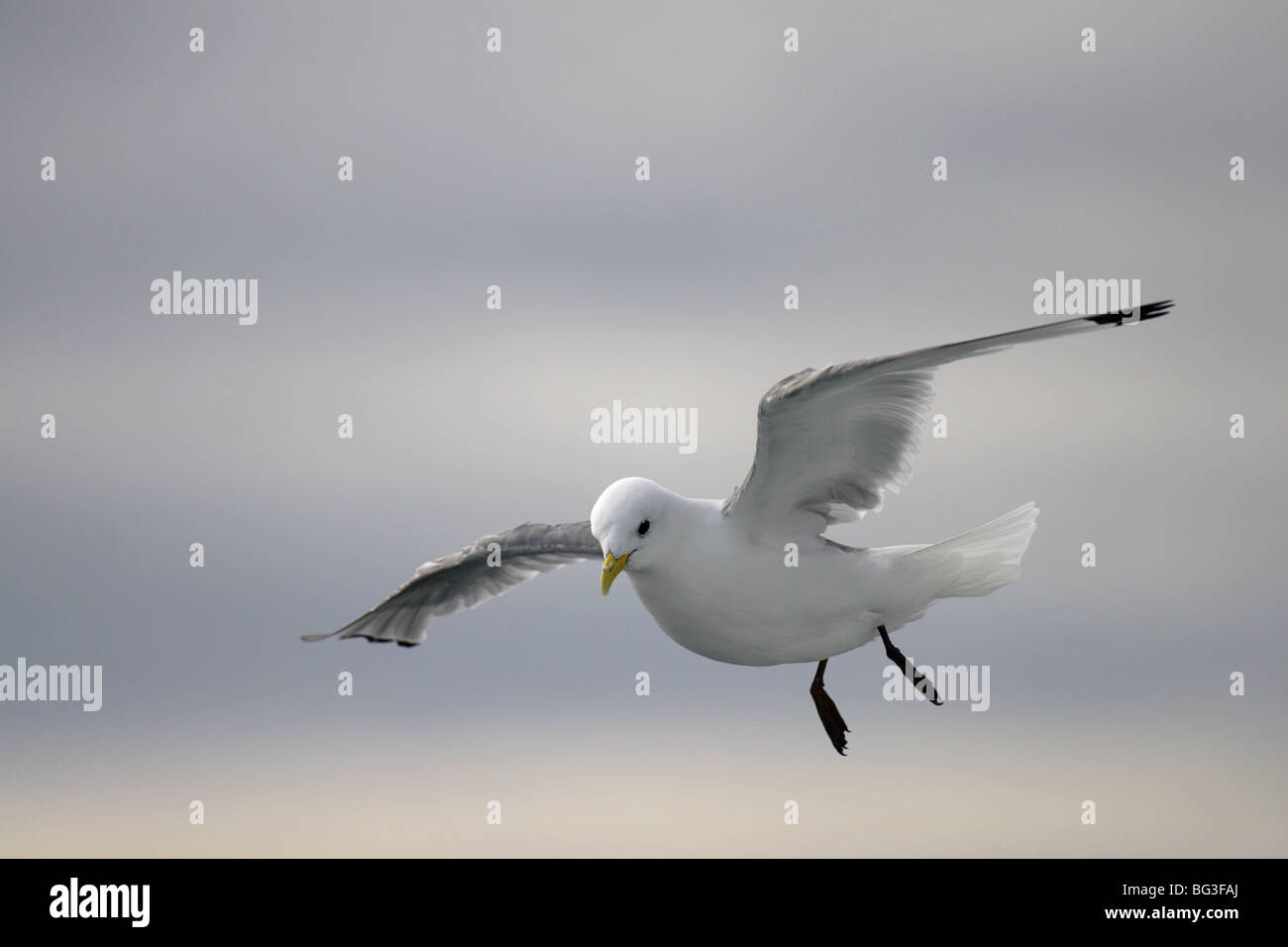 Kittiwake flying in air close hi-res stock photography and images - Alamy