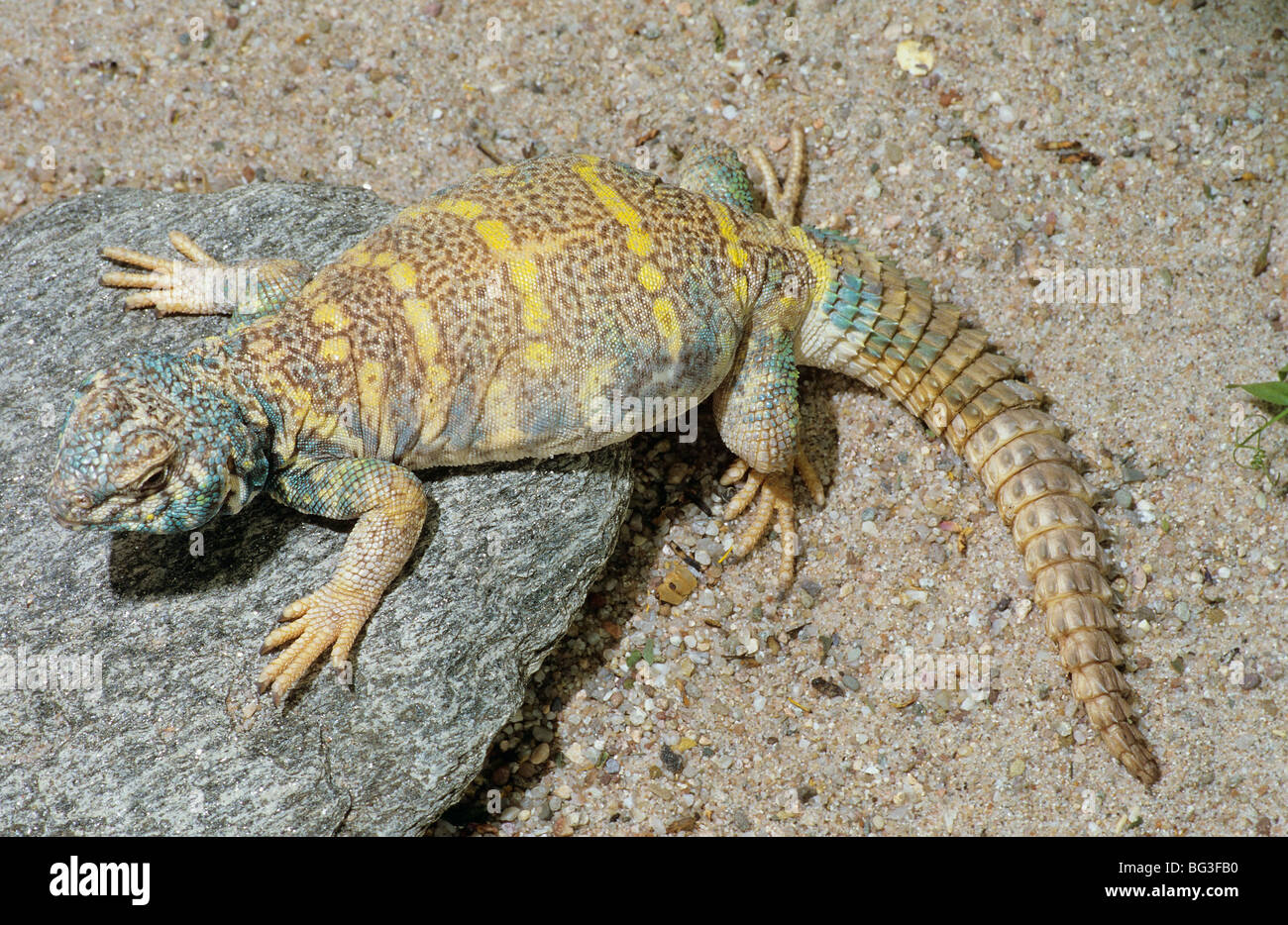 Ornate mastigure uromastyx ornata hi-res stock photography and images ...