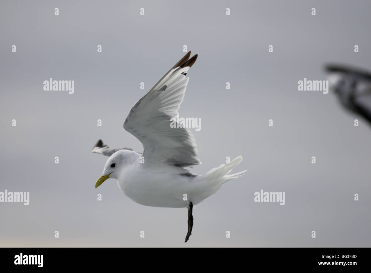 Kittiwake flying in air close hi-res stock photography and images - Alamy