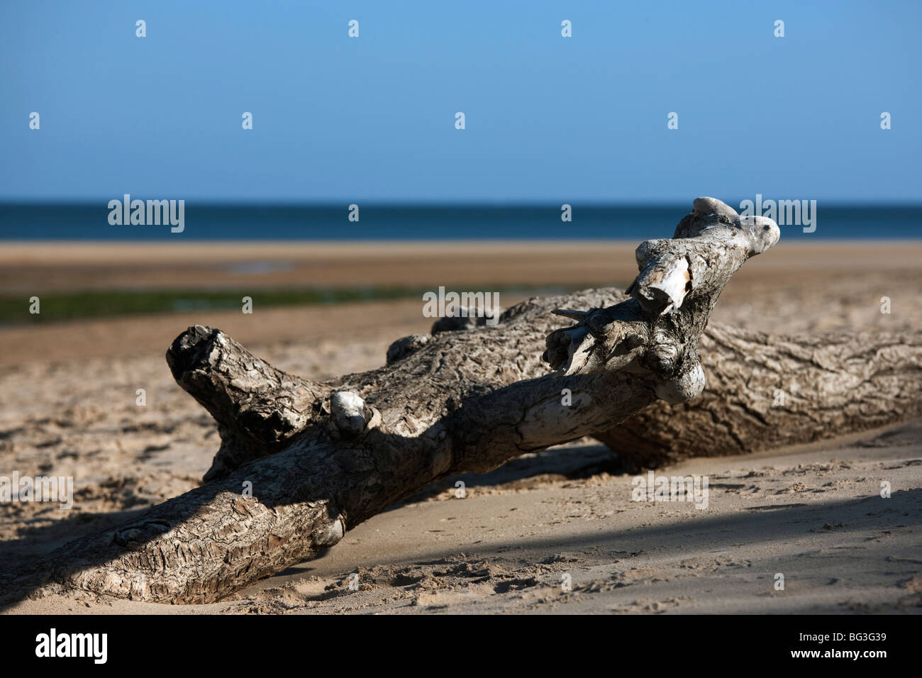 Driftwood on the beach Stock Photo - Alamy
