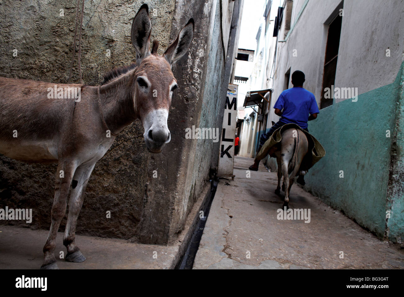 The narrow streets of Lamu Town, Lamu, Kenya, East Africa, Africa Stock ...