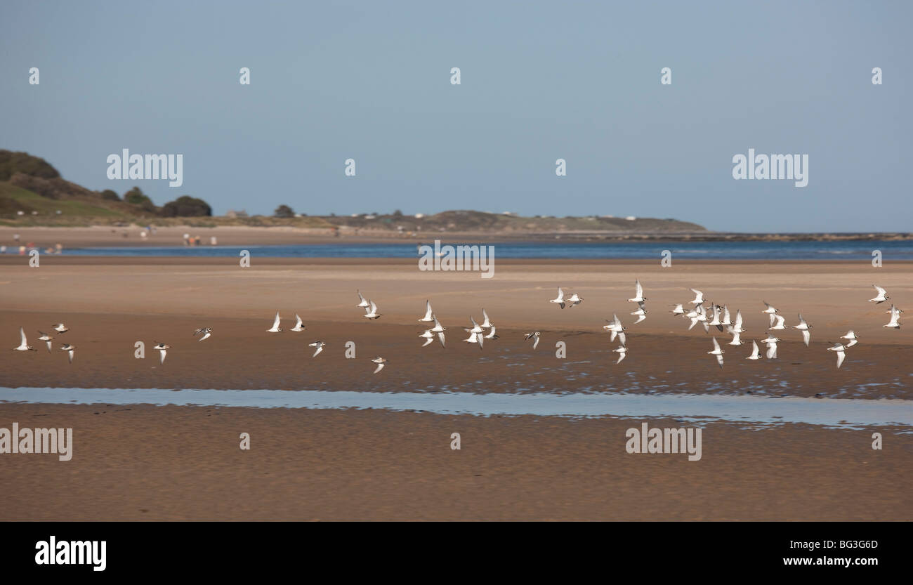 Ringed plover flying over the beach Stock Photo - Alamy