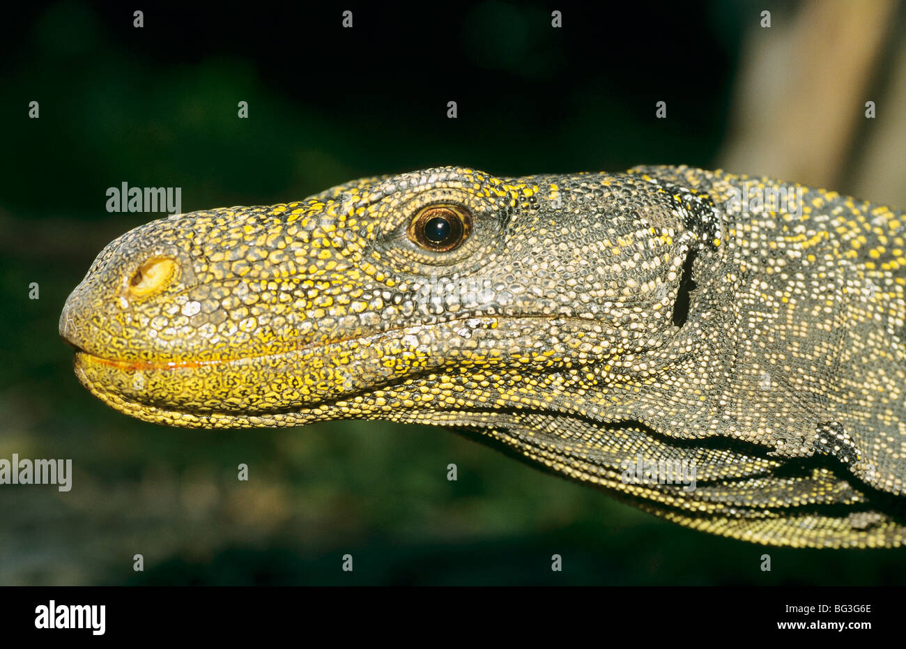 Water monitor - portrait / Varanus salvator Stock Photo - Alamy