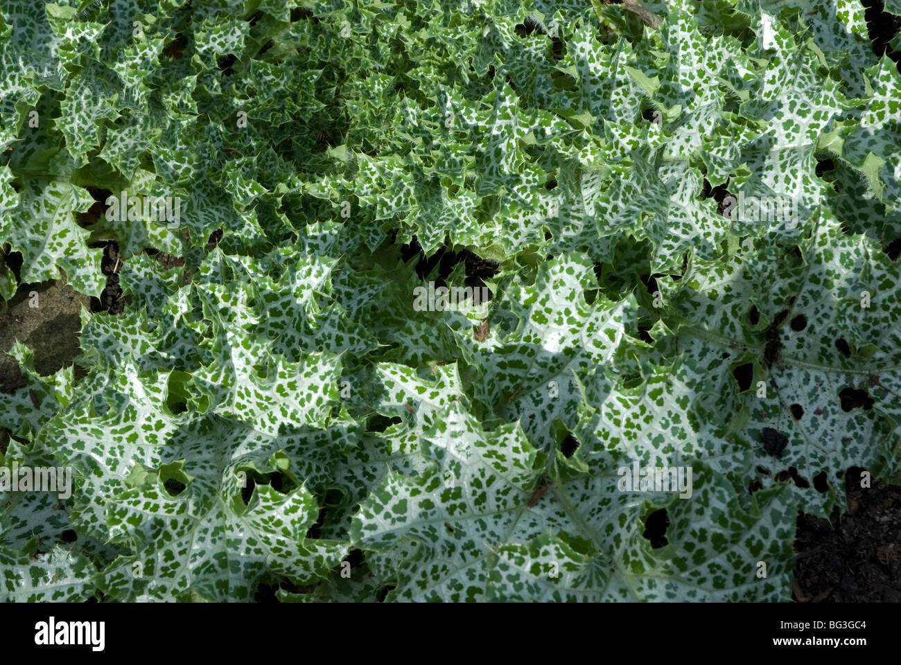 Madrake hi-res stock photography and images - Alamy