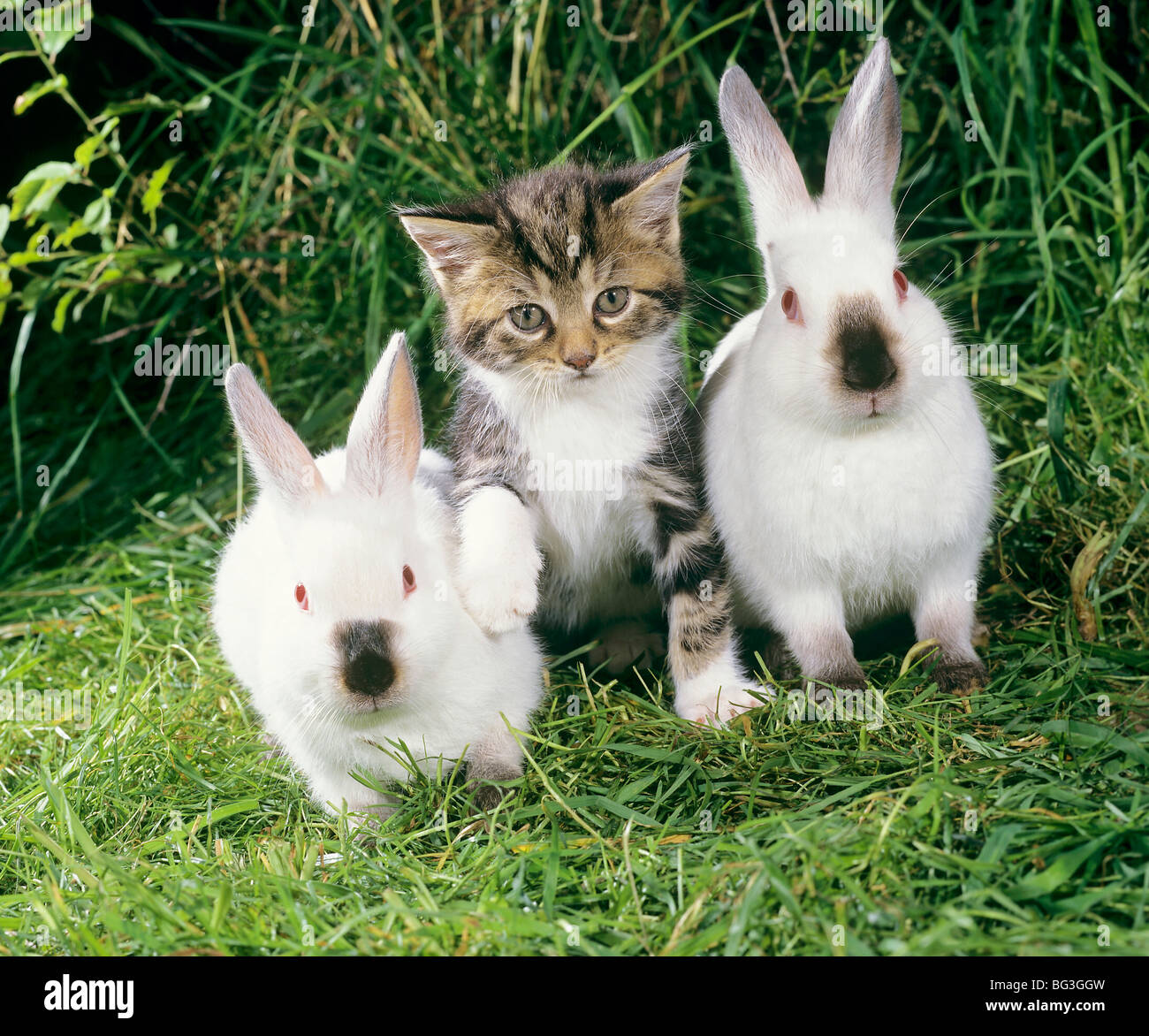 animal friendship : two dwarf rabbits and a kitten Stock Photo - Alamy