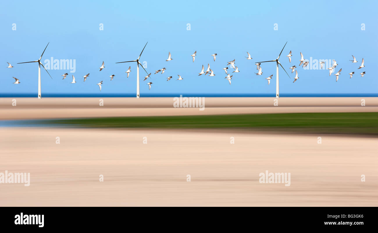 Birds fly through wind energy hi-res stock photography and images - Alamy