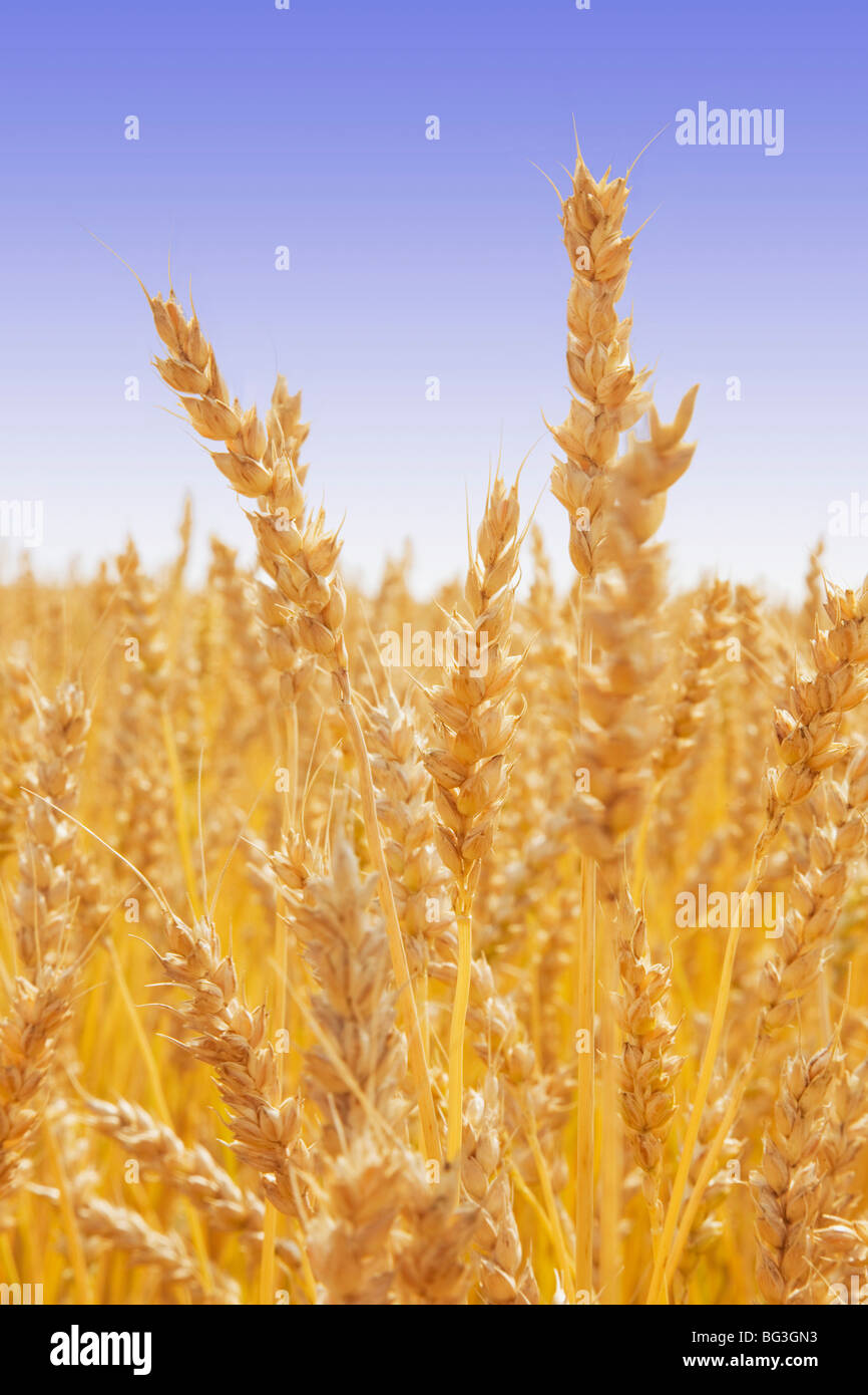 Blades of wheat Stock Photo - Alamy