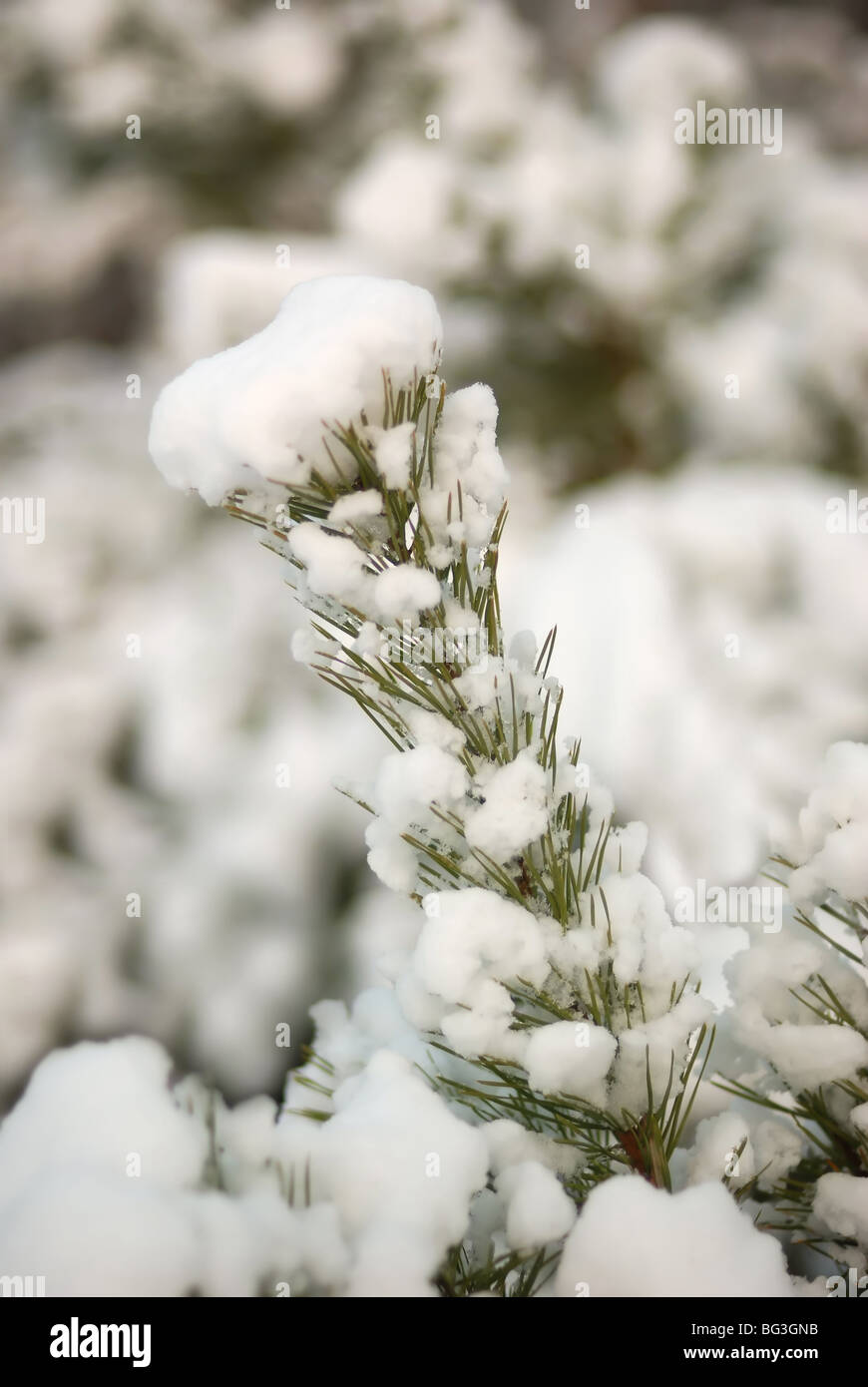 Fur tree snow serene hi-res stock photography and images - Alamy