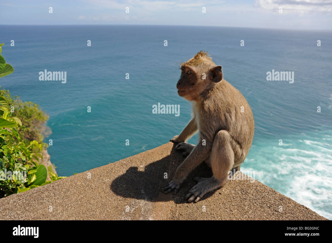 Balinese Macaques in Uluwatu temple, Hinduism, Bali, Indonesia Stock ...