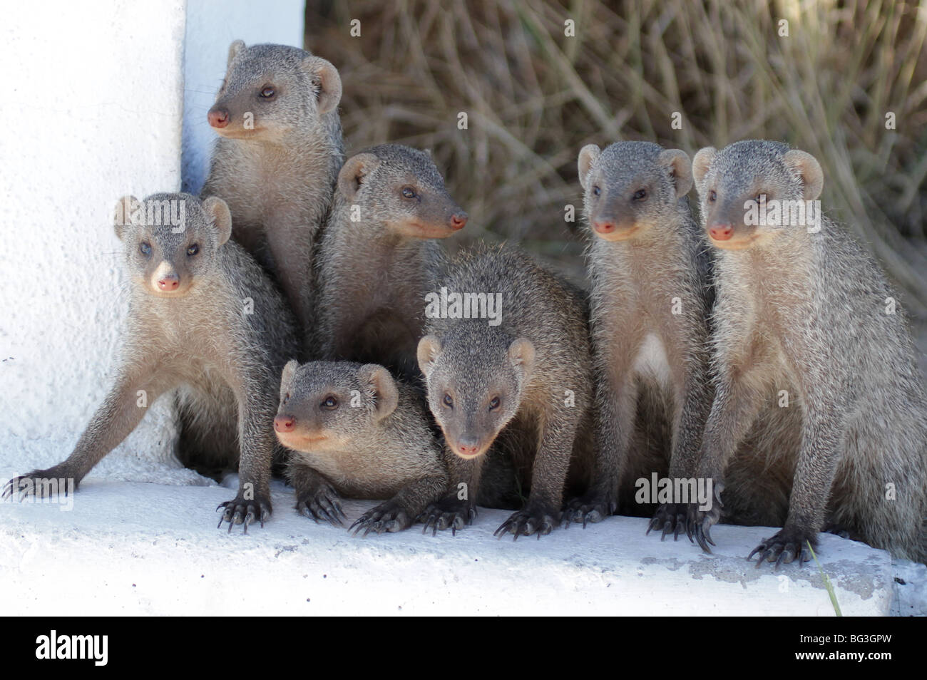 Mongoose family hi-res stock photography and images - Alamy