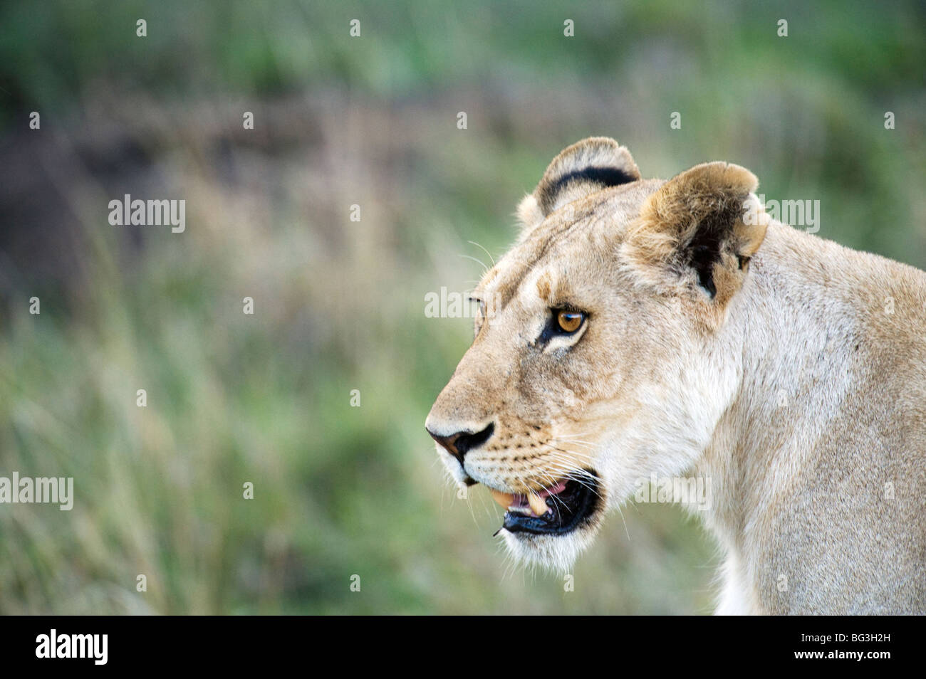 Grumpy lion hi-res stock photography and images - Alamy