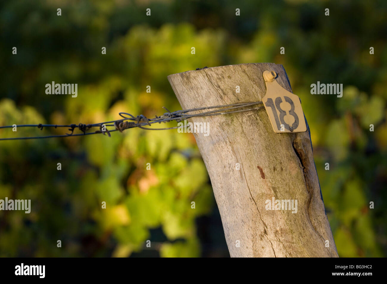 Main post at the start of a vine row Stock Photo - Alamy