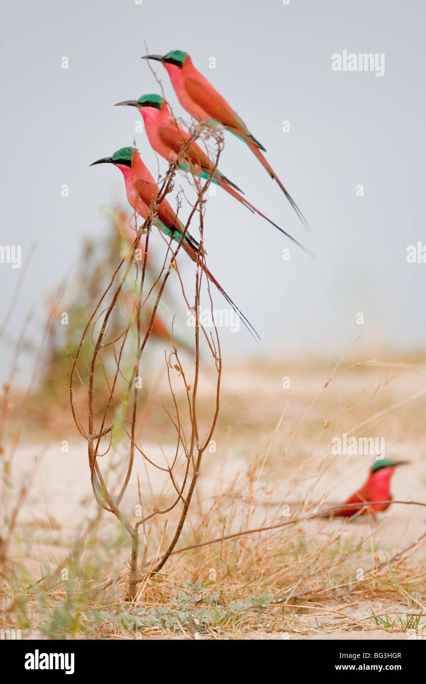 Group of carmine bee-eaters in southern Africa. The photo was taken in ...