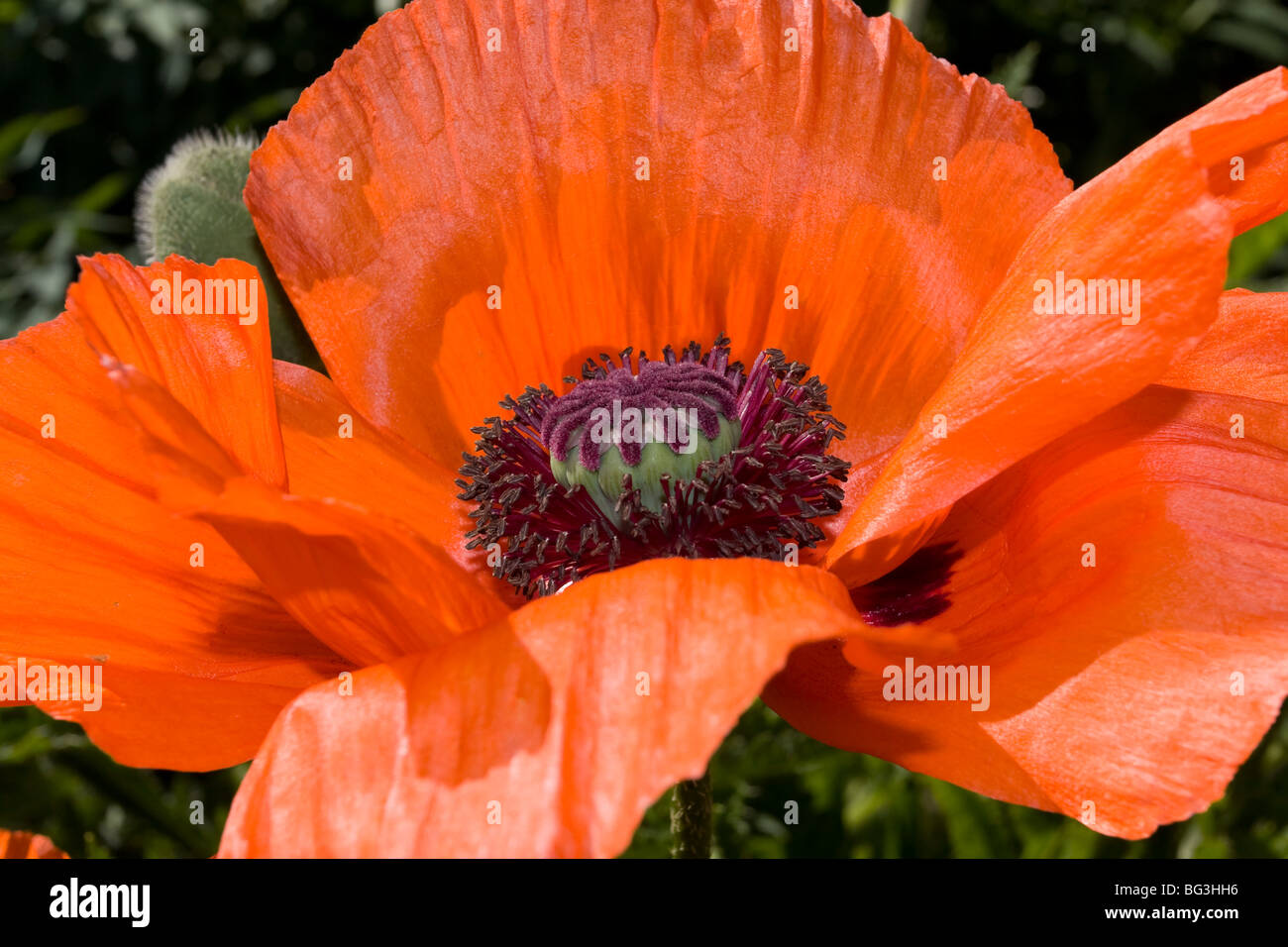 Orange poppy flower closeup Stock Photo - Alamy