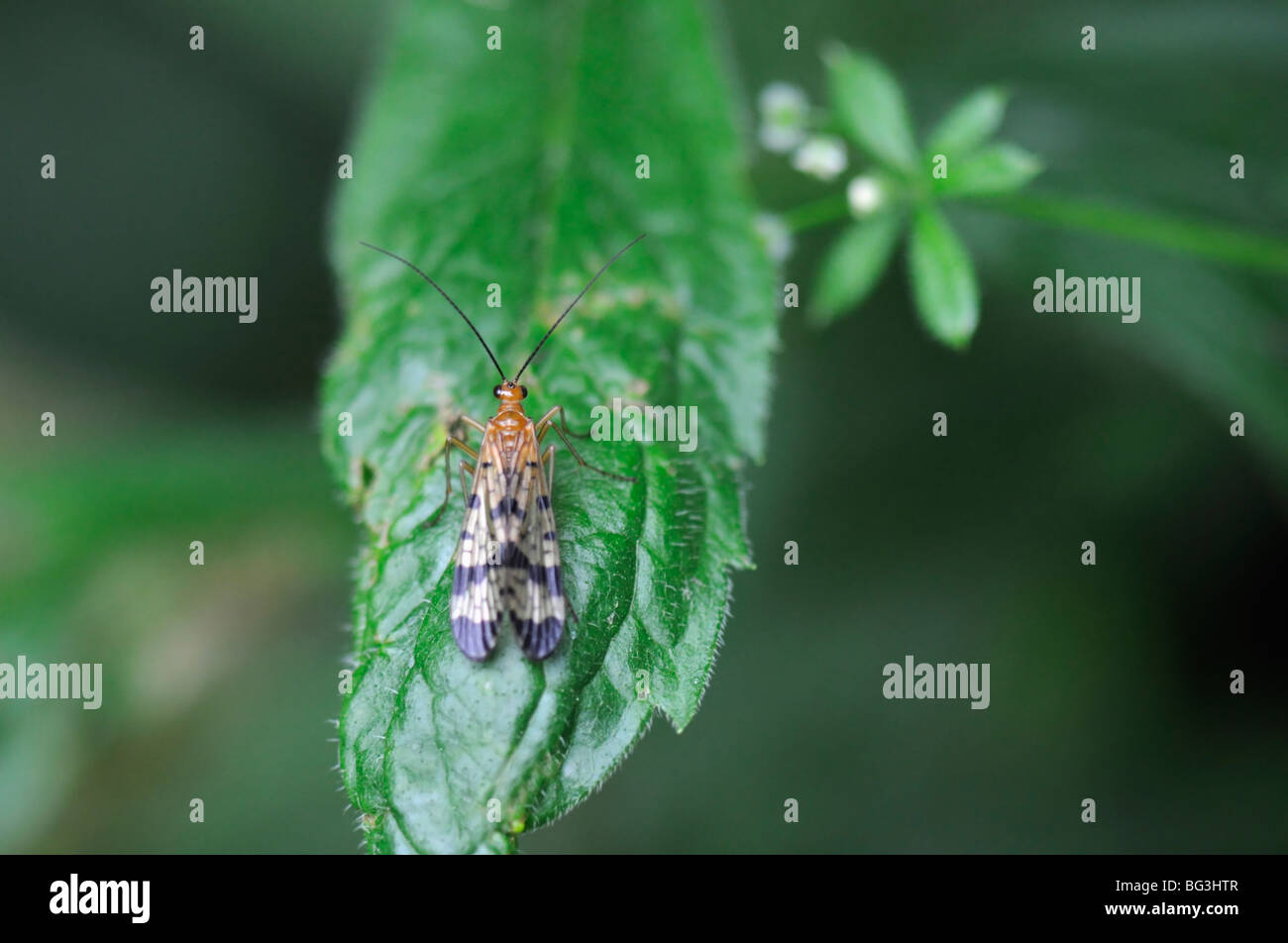 the back wings of a scorpion fly Stock Photo - Alamy