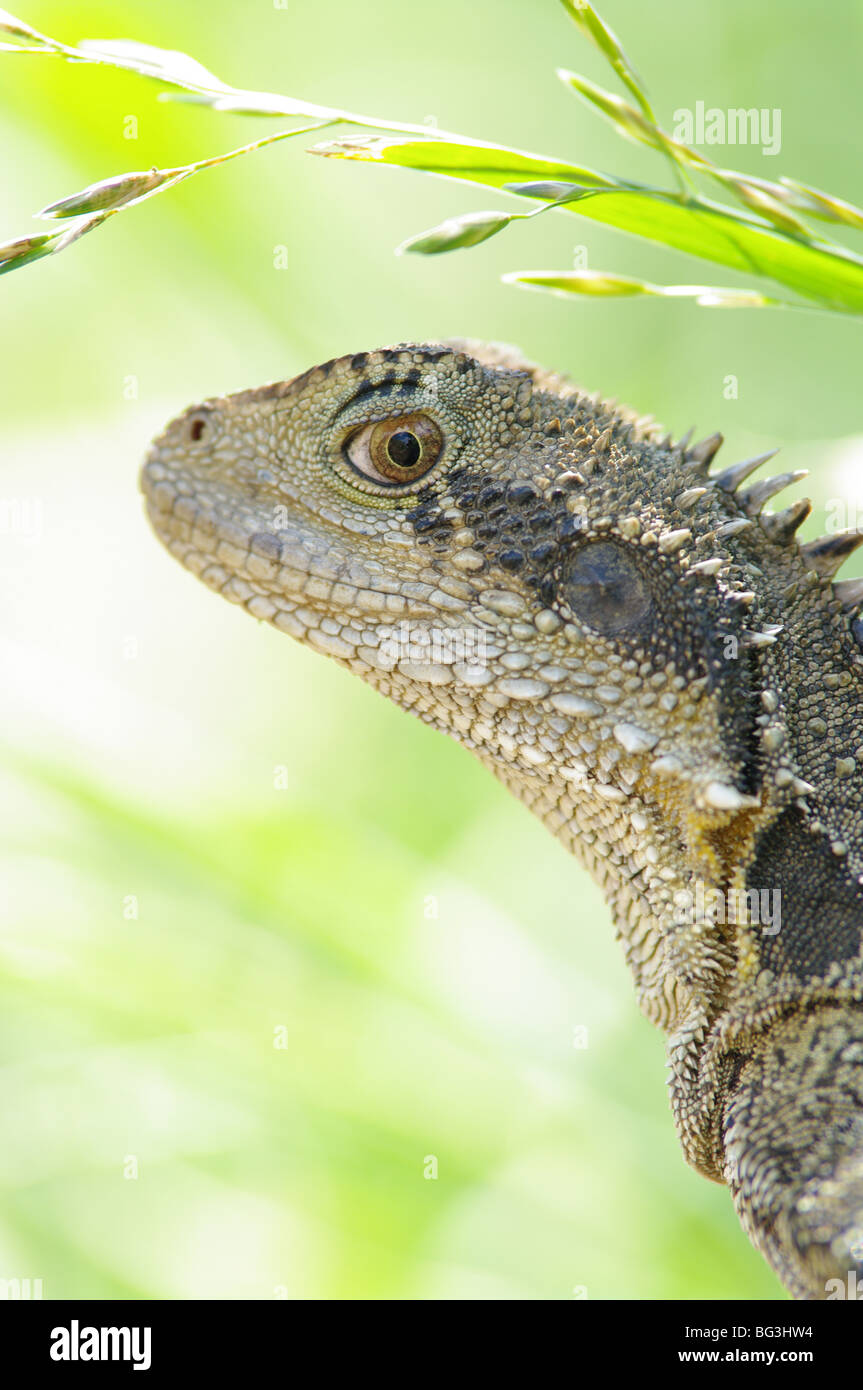 Australian eastern water dragon lizard hi-res stock photography and ...