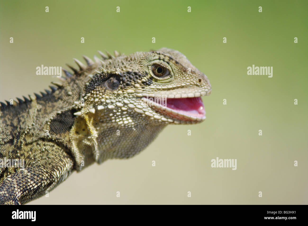 Australian eastern water dragon hi-res stock photography and images - Alamy