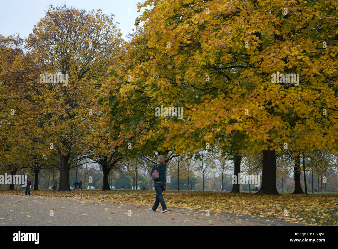 Autumn trees kensington gardens london hi-res stock photography and ...