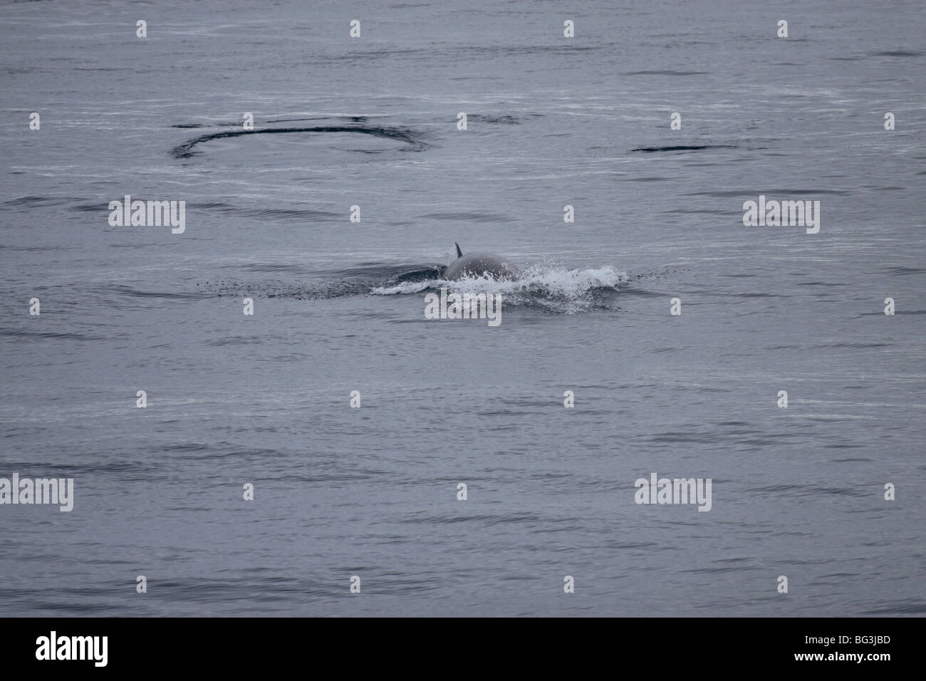 minke whale surfacing showing dorsal fin Stock Photo - Alamy