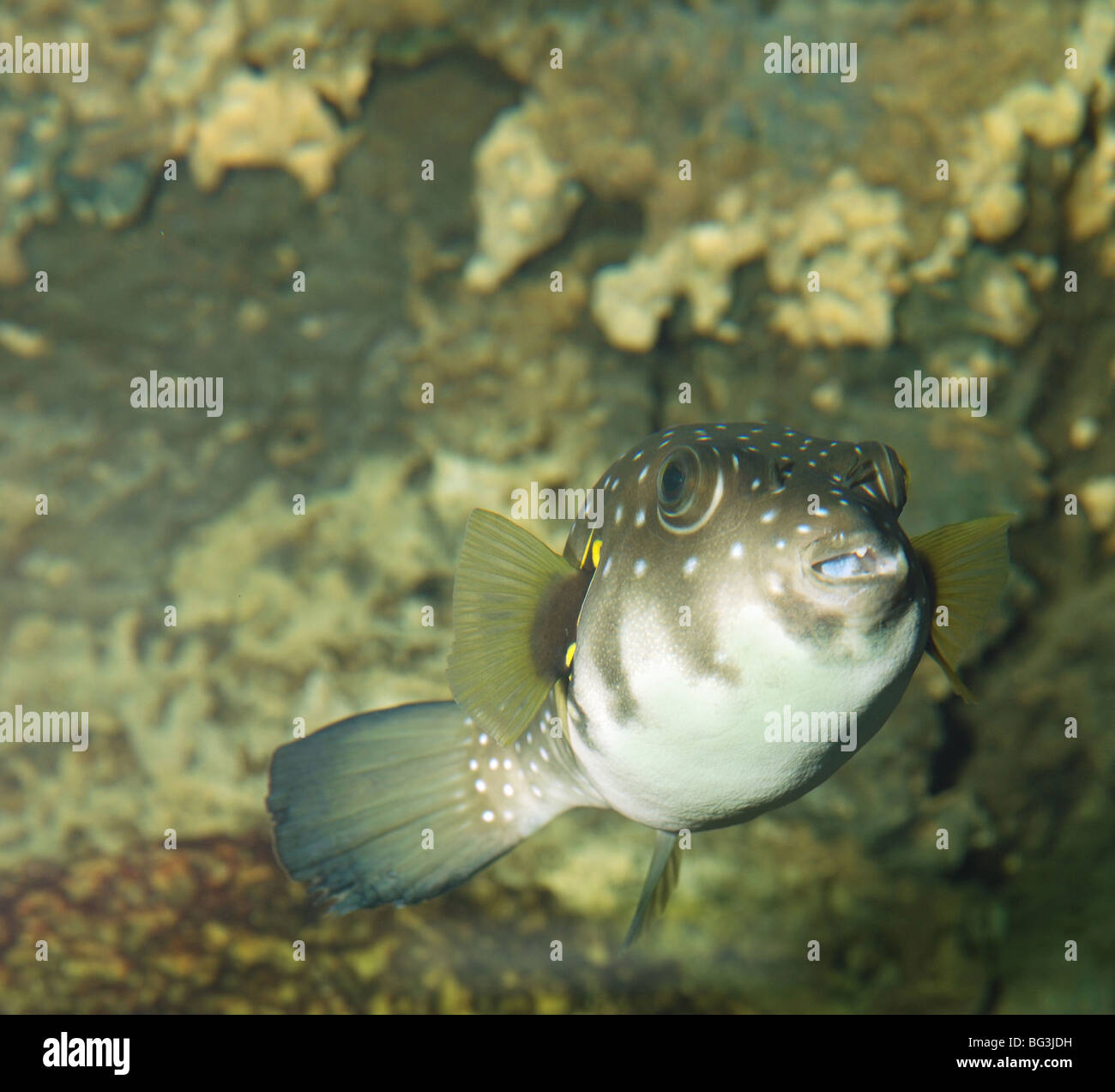 Exotic fish. The sea wild world of the tropical seas Stock Photo - Alamy