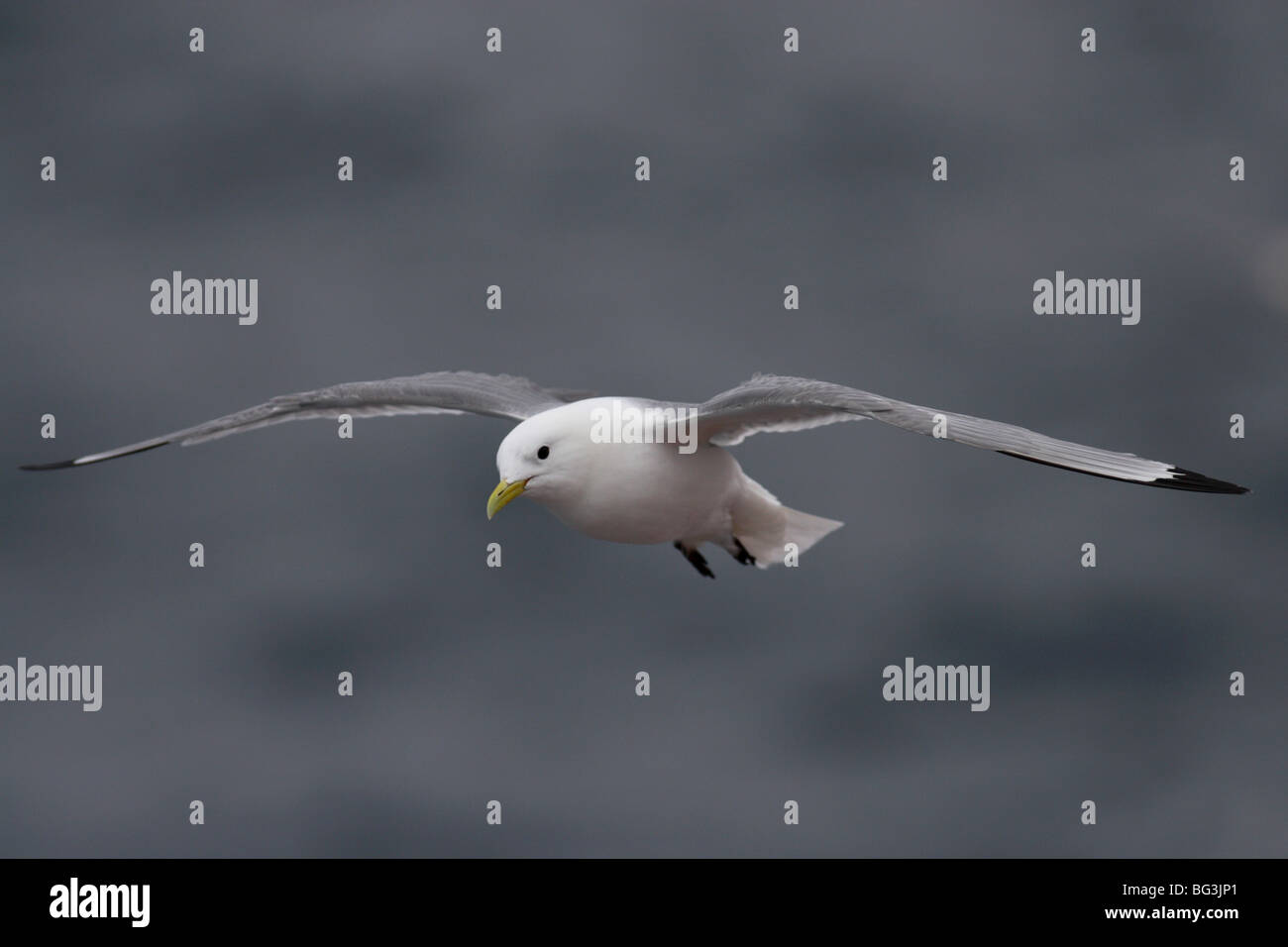Kittiwake flying in air close hi-res stock photography and images - Alamy