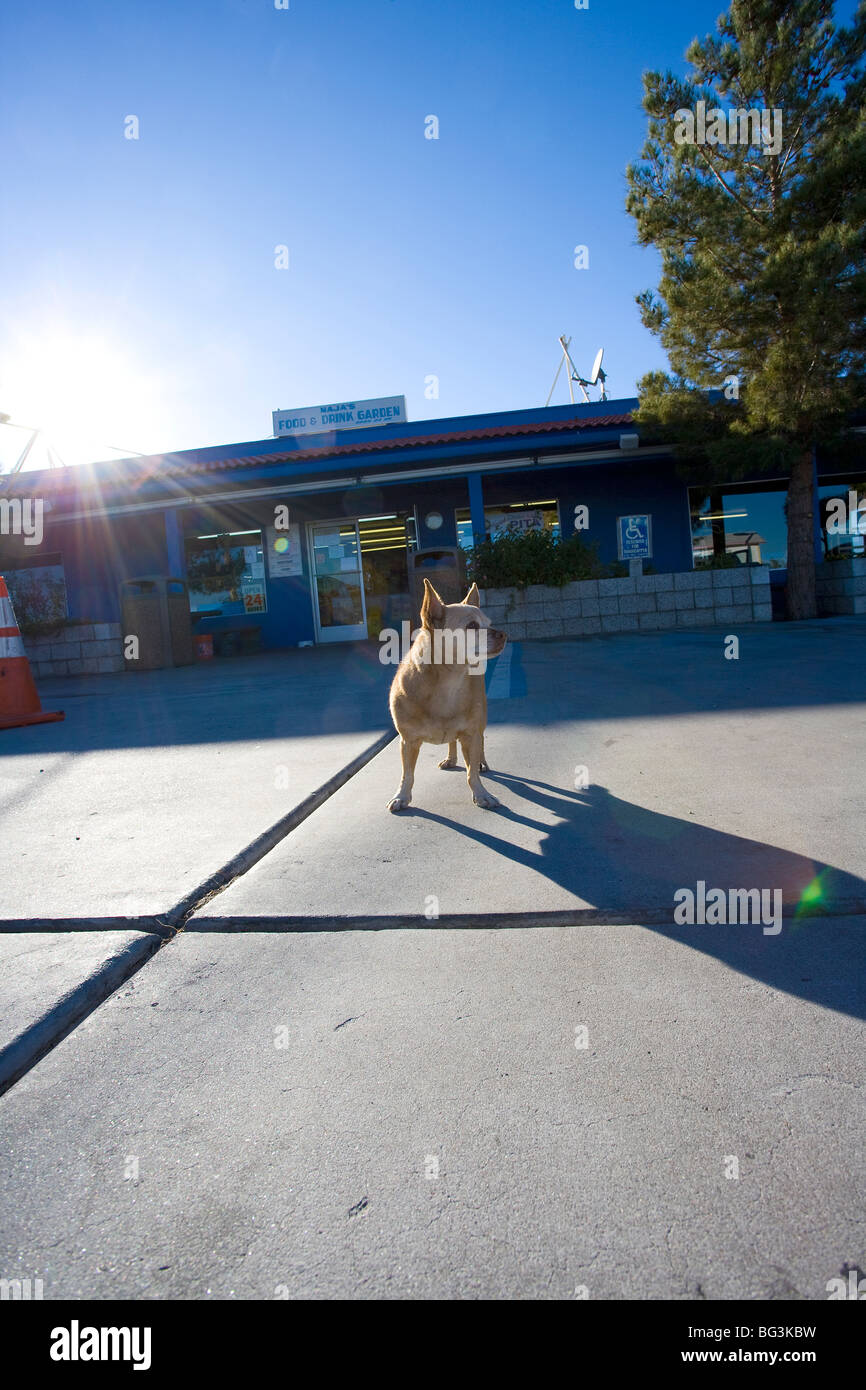 Desert gas station dog Stock Photo - Alamy
