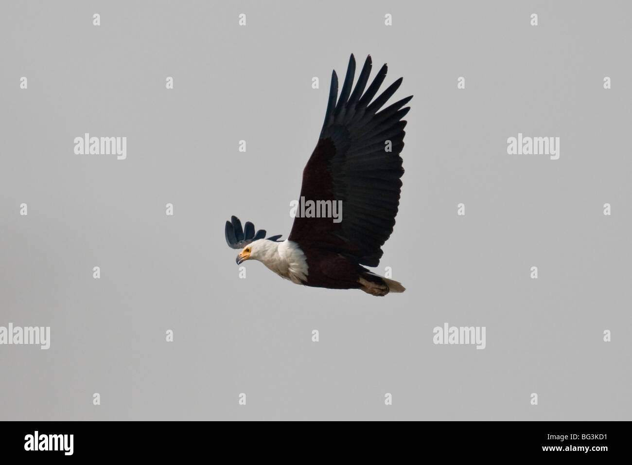 African fish eagle in flight. The photo was taken in Zimbabwe's Hwange ...