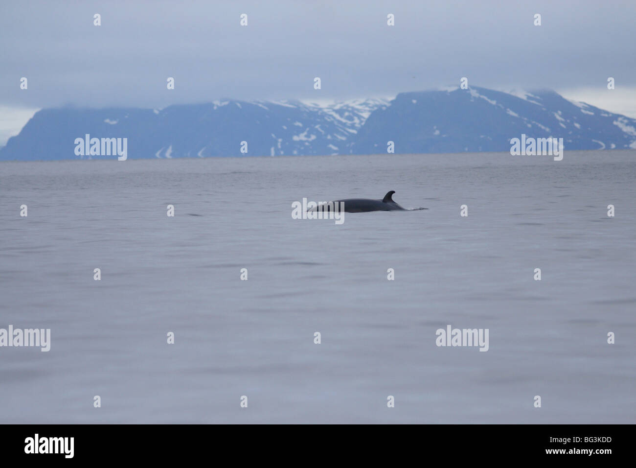 minke whale surfacing showing dorsal fin Stock Photo - Alamy