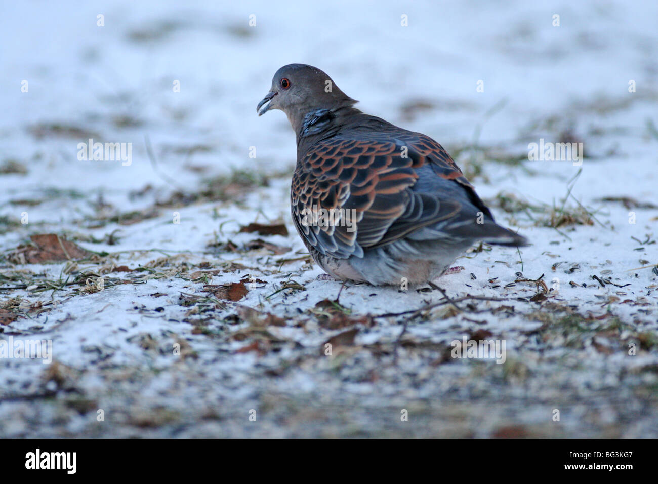 Oriental Turtle Dove High Resolution Stock Photography and Images - Alamy