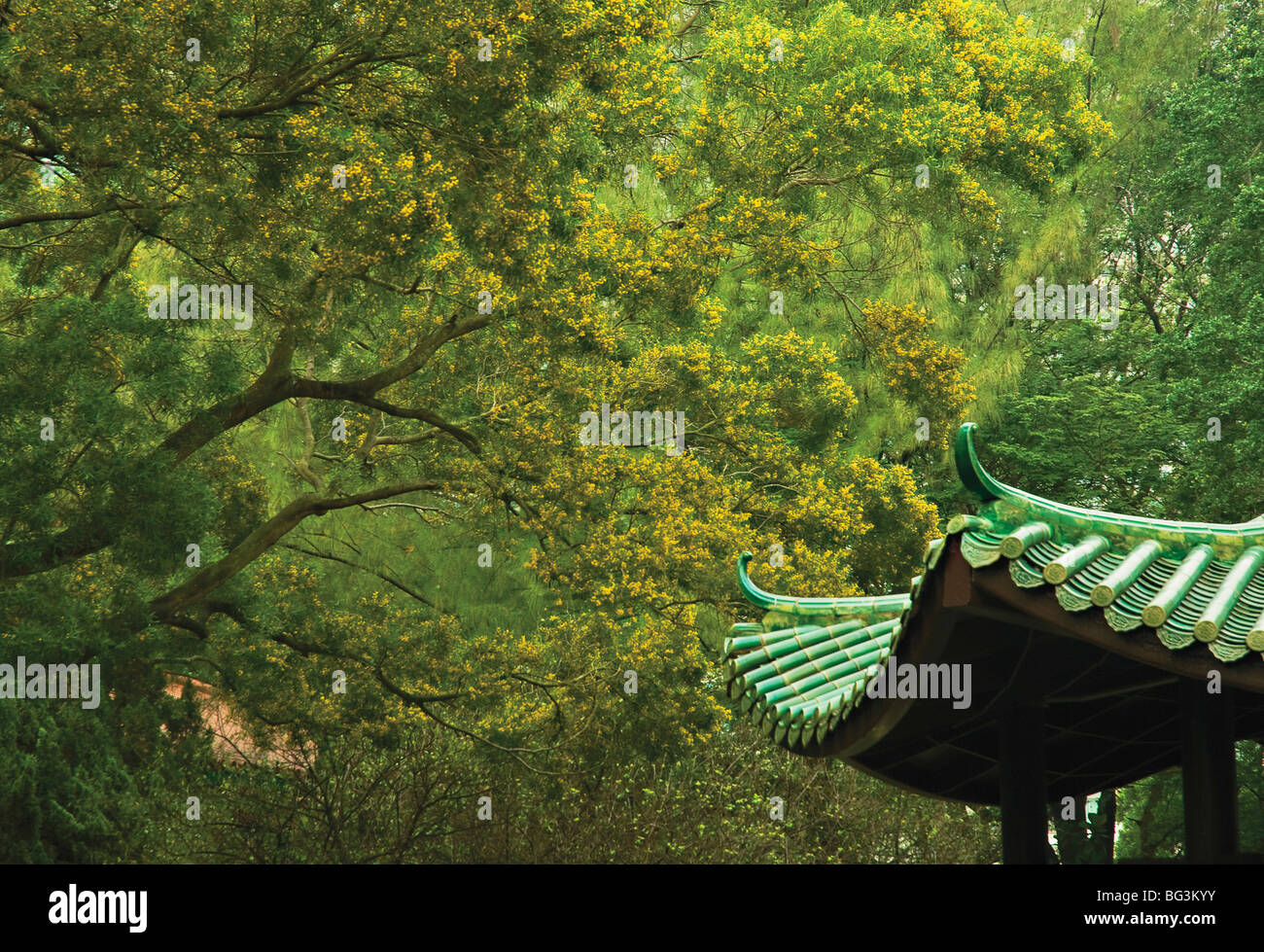 Mimosa forest hi-res stock photography and images - Alamy