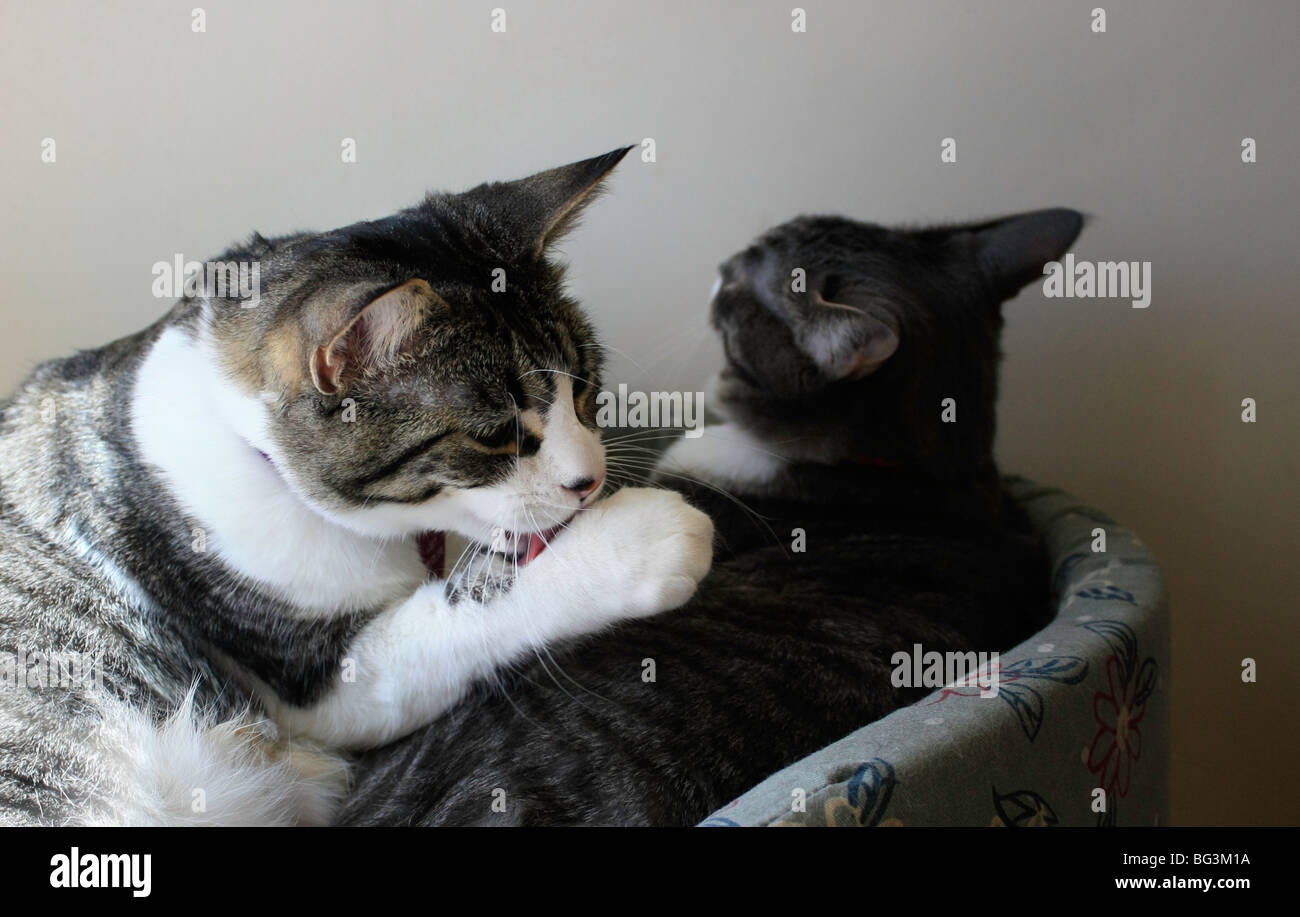 Sister cats enjoying a nap together Stock Photo - Alamy