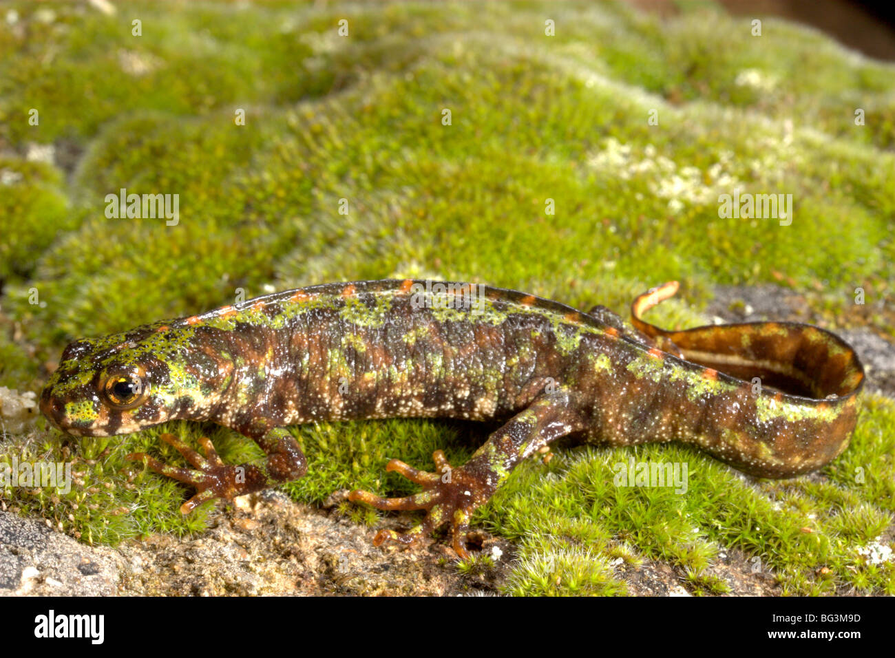 Marmoreado hi-res stock photography and images - Alamy